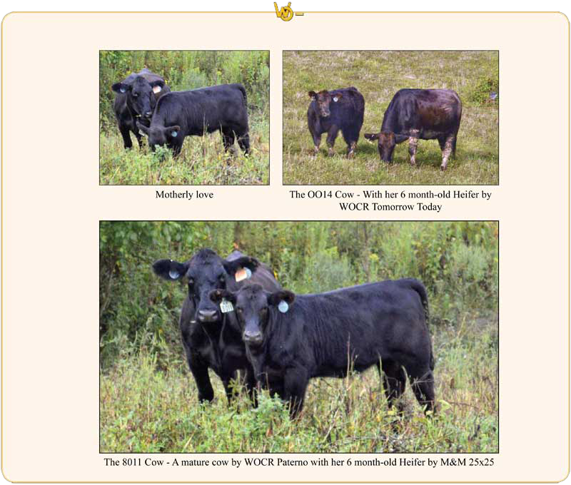 Willow Oak Ranch Bulls